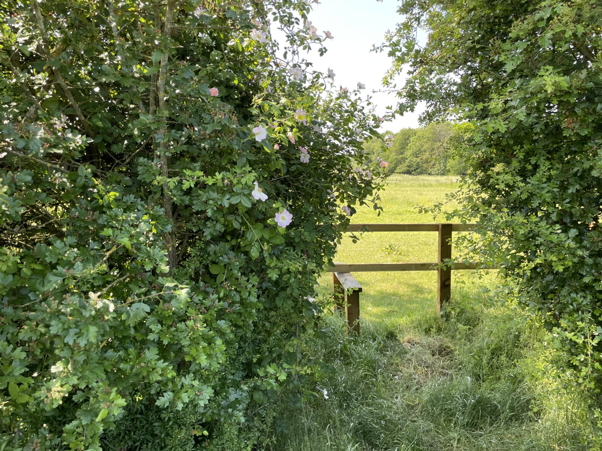 Broadleaf Woodland Creation for Carbon Sequestration and Farm ...